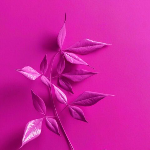 Paleta de colores Magenta, cómo usar este color en pintura